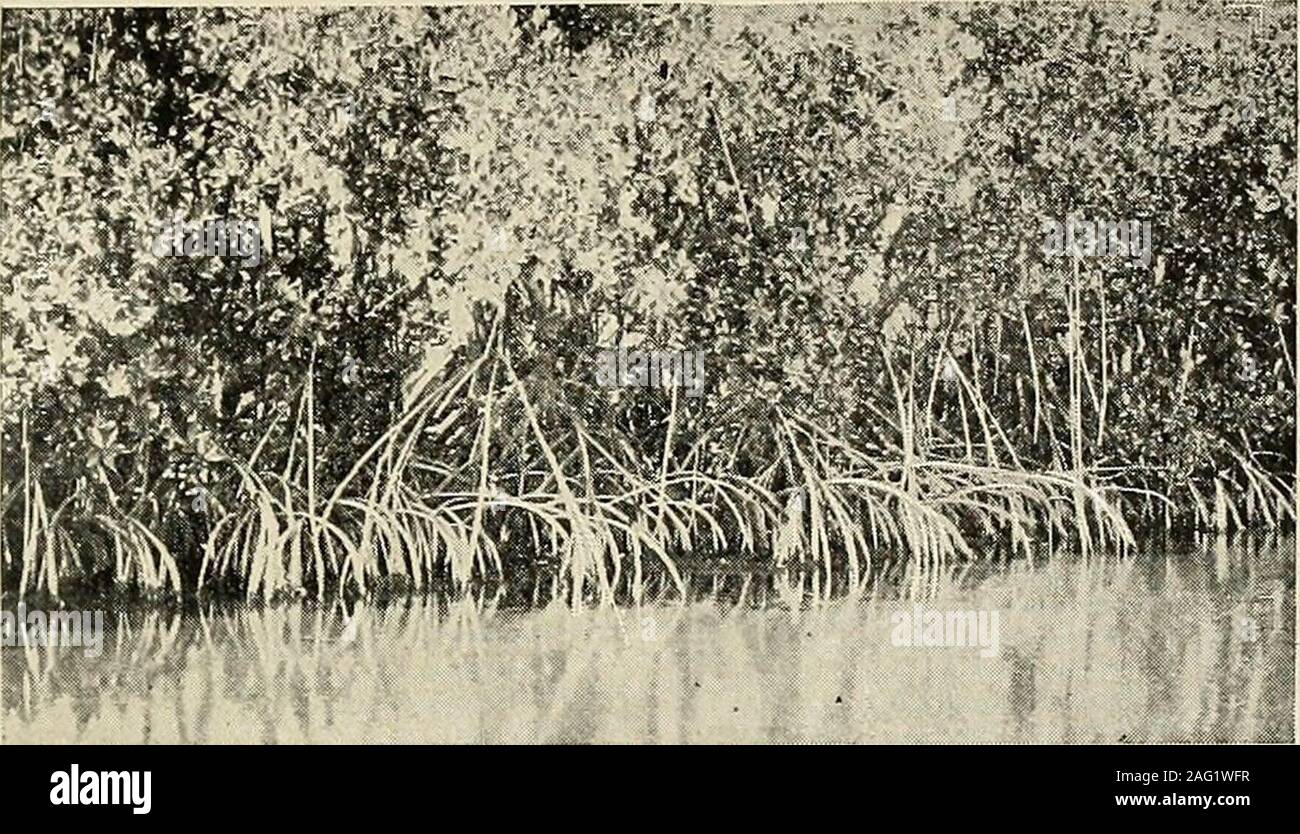 Eel grass banks hi-res stock photography and images - Alamy