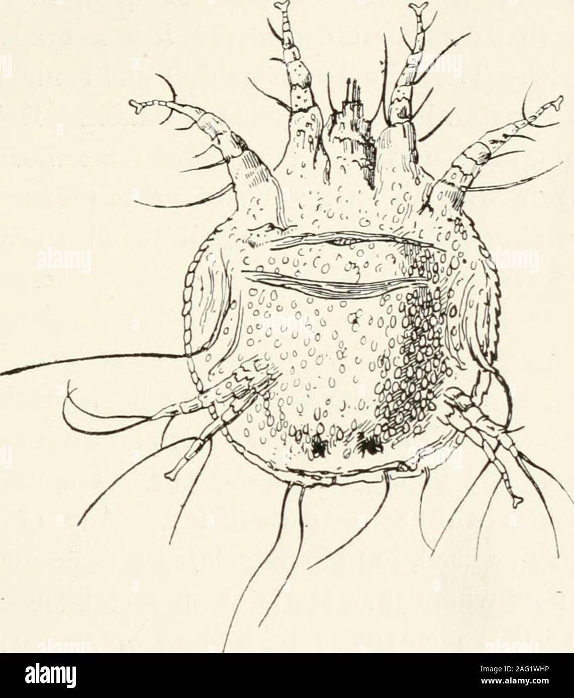 Mature follicles hi-res stock photography and images - Alamy