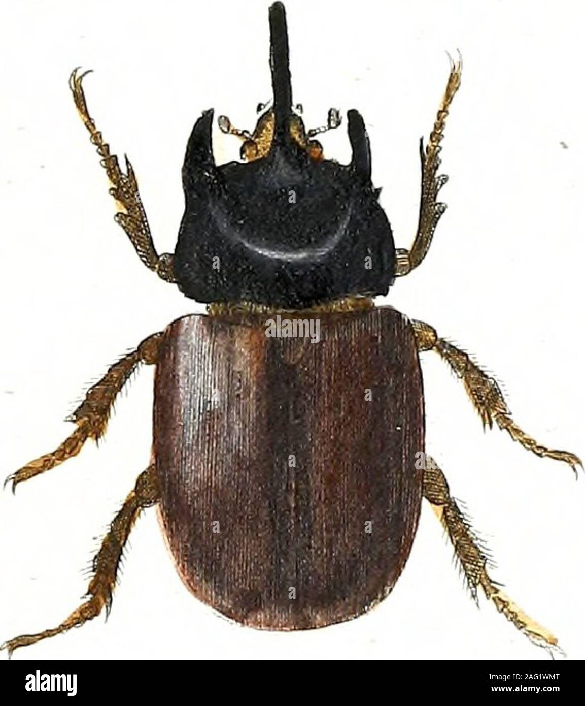 . Entomologie ou Histoire naturelle des insectes, avec leurs caractères ...