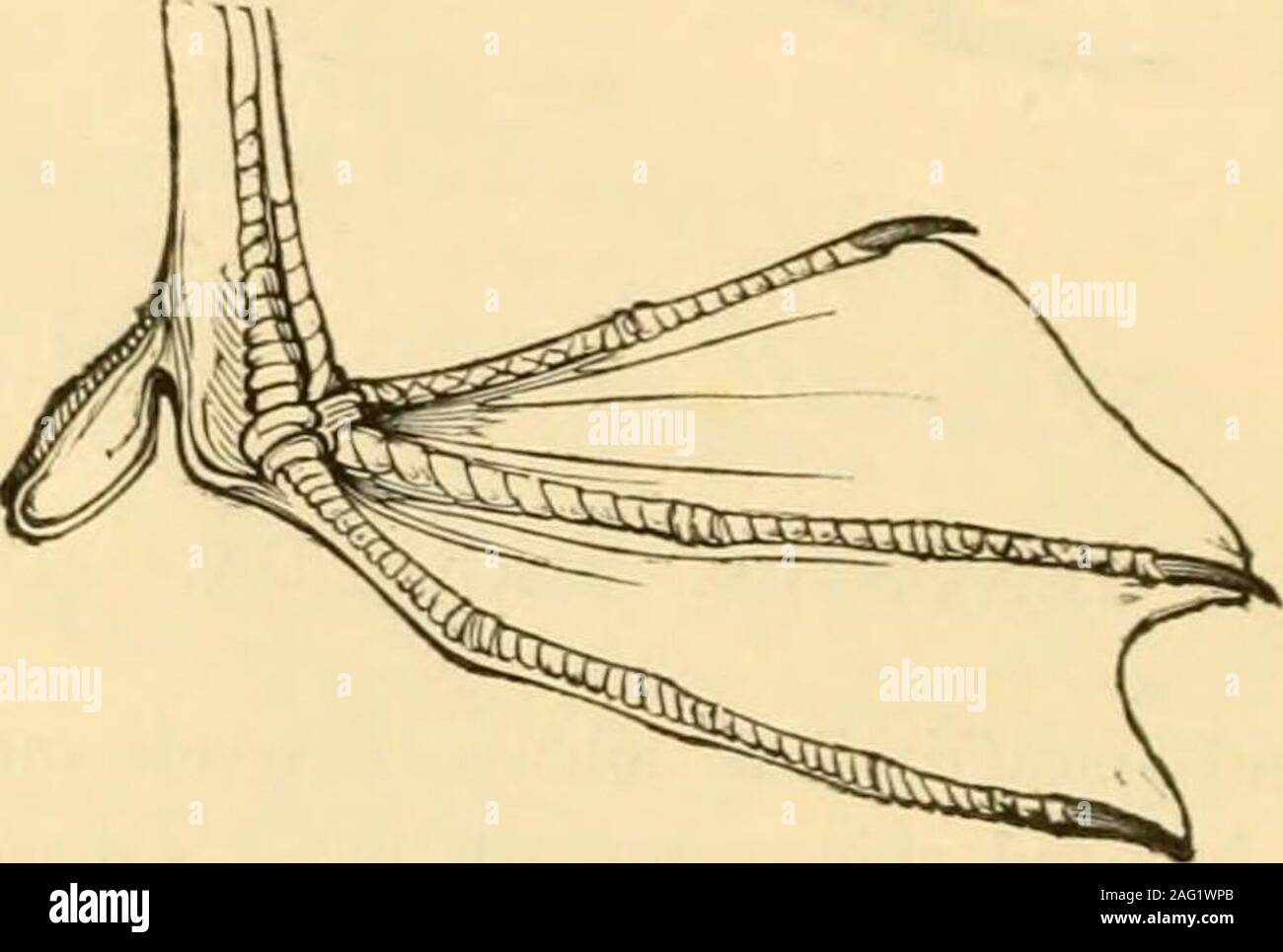 Membranaceous duck hi-res stock photography and images - Alamy