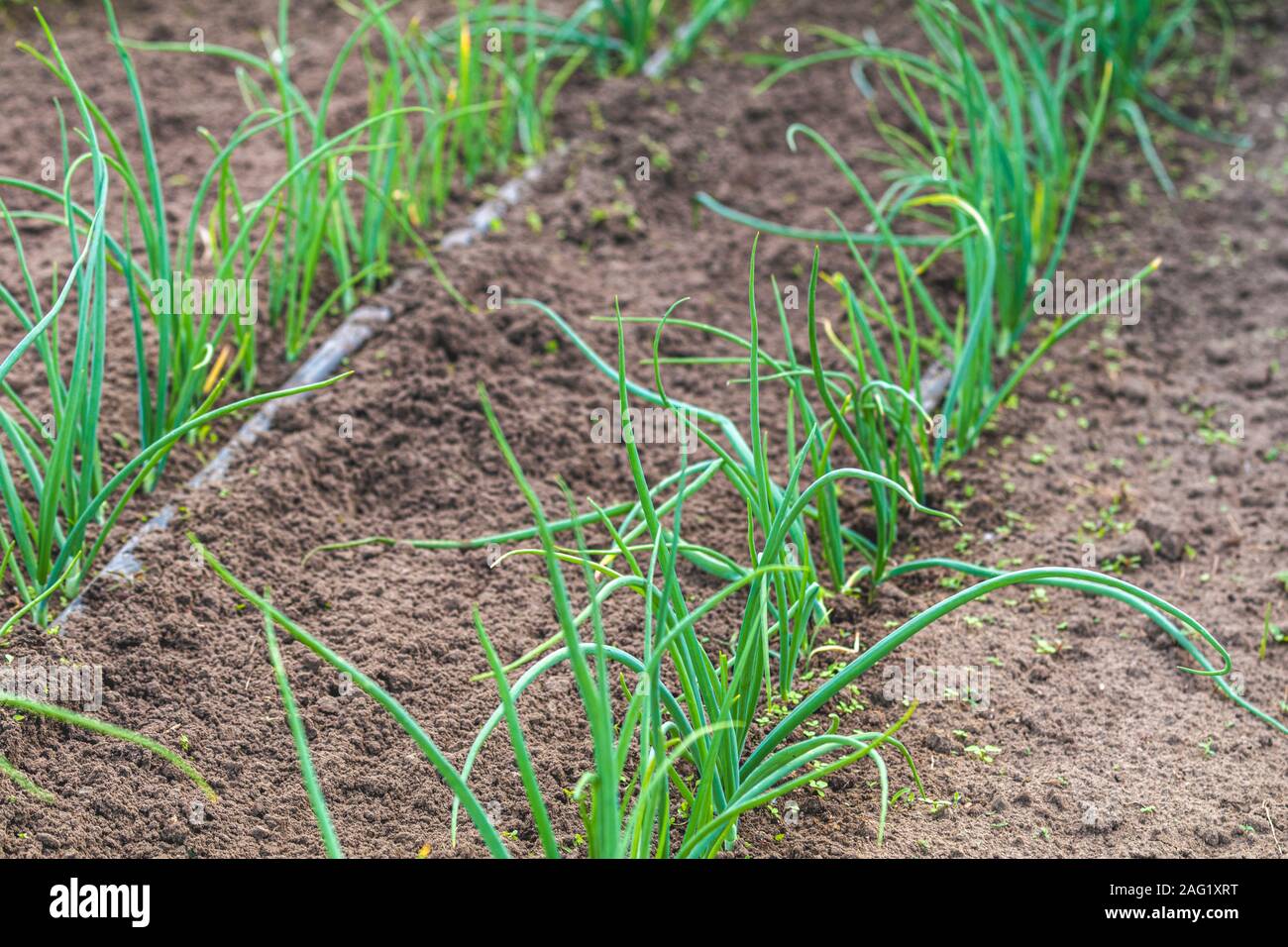 Cultivation of onions in the garden with drip irrigation. The bed of ...