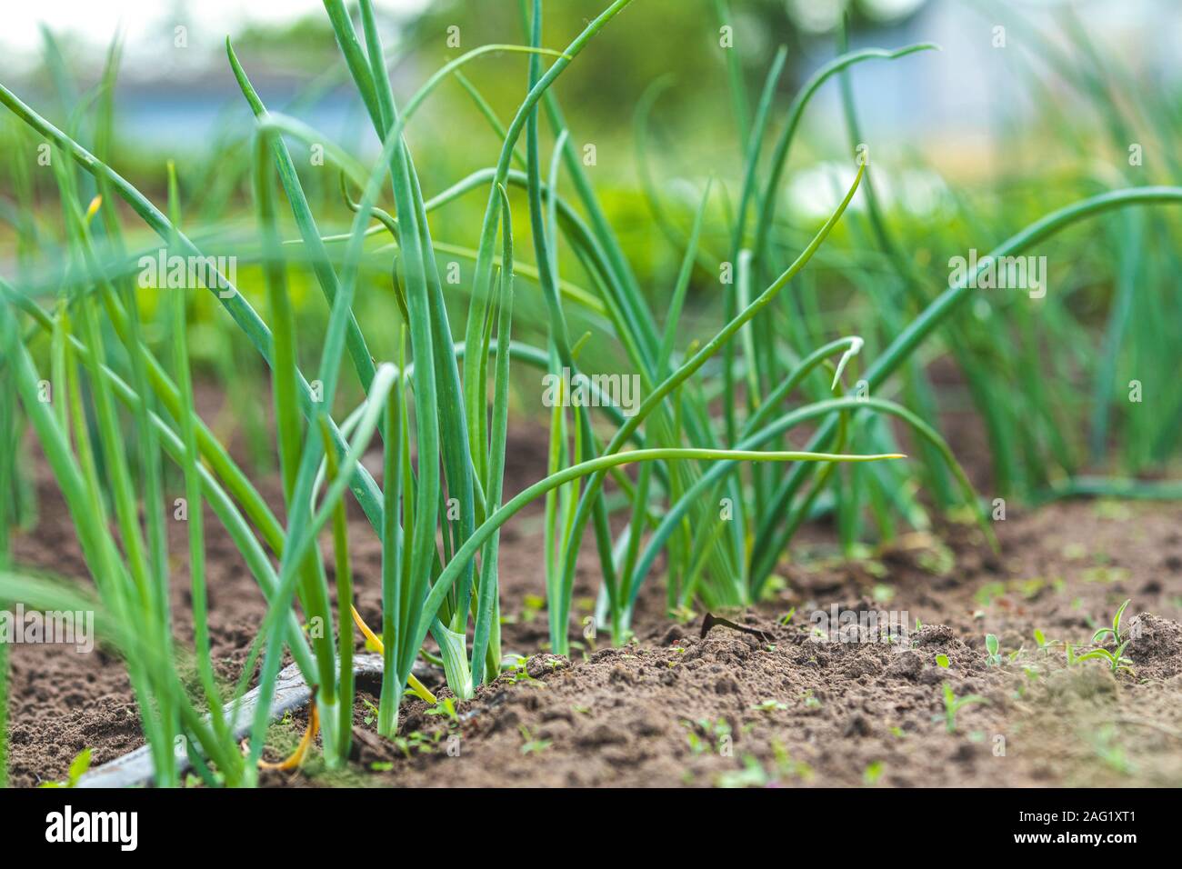 Cultivation of onions in the garden with drip irrigation. The bed of ...