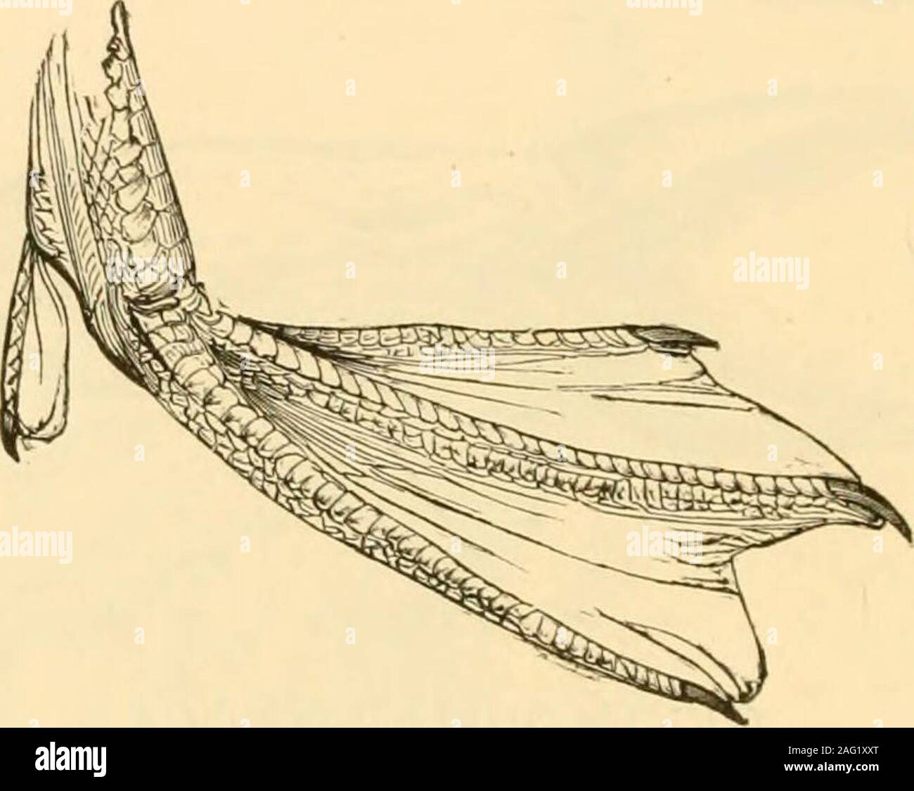 . A monograph on the anatidae, or duck tribe. btuse, with an appendage ...