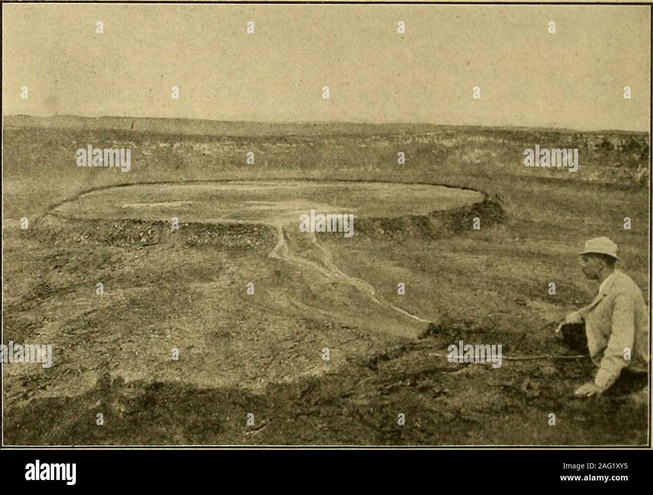 Greater ant hi-res stock photography and images - Alamy