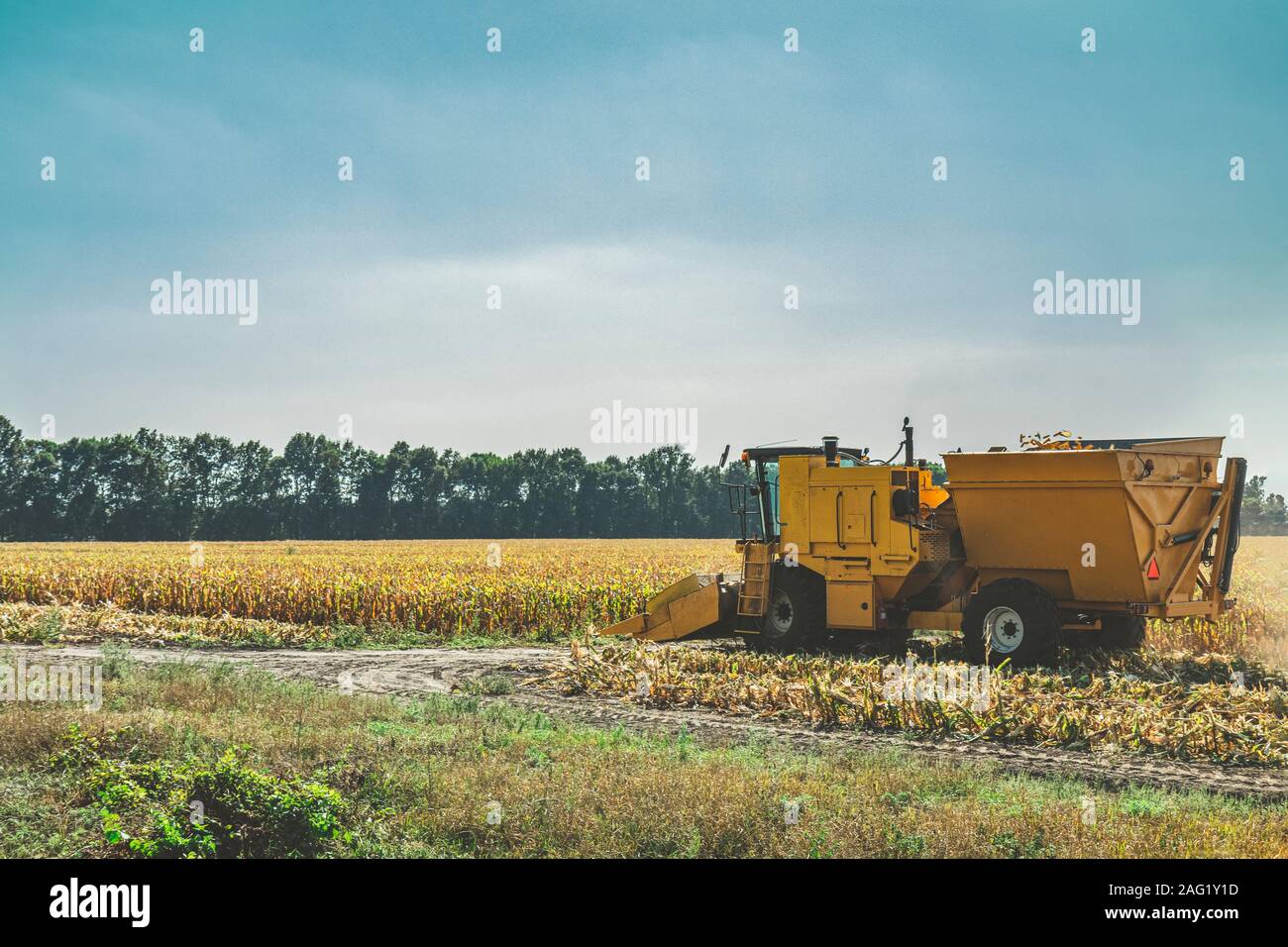 Yellow combine harvester harvests ripe corn. Agriculture aerial view ...