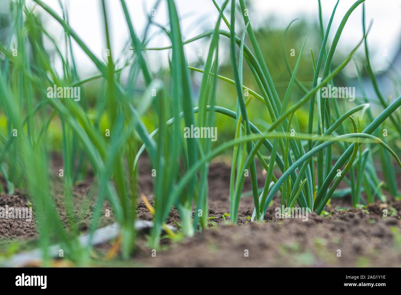 Cultivation of onions in the garden with drip irrigation. The bed of ...