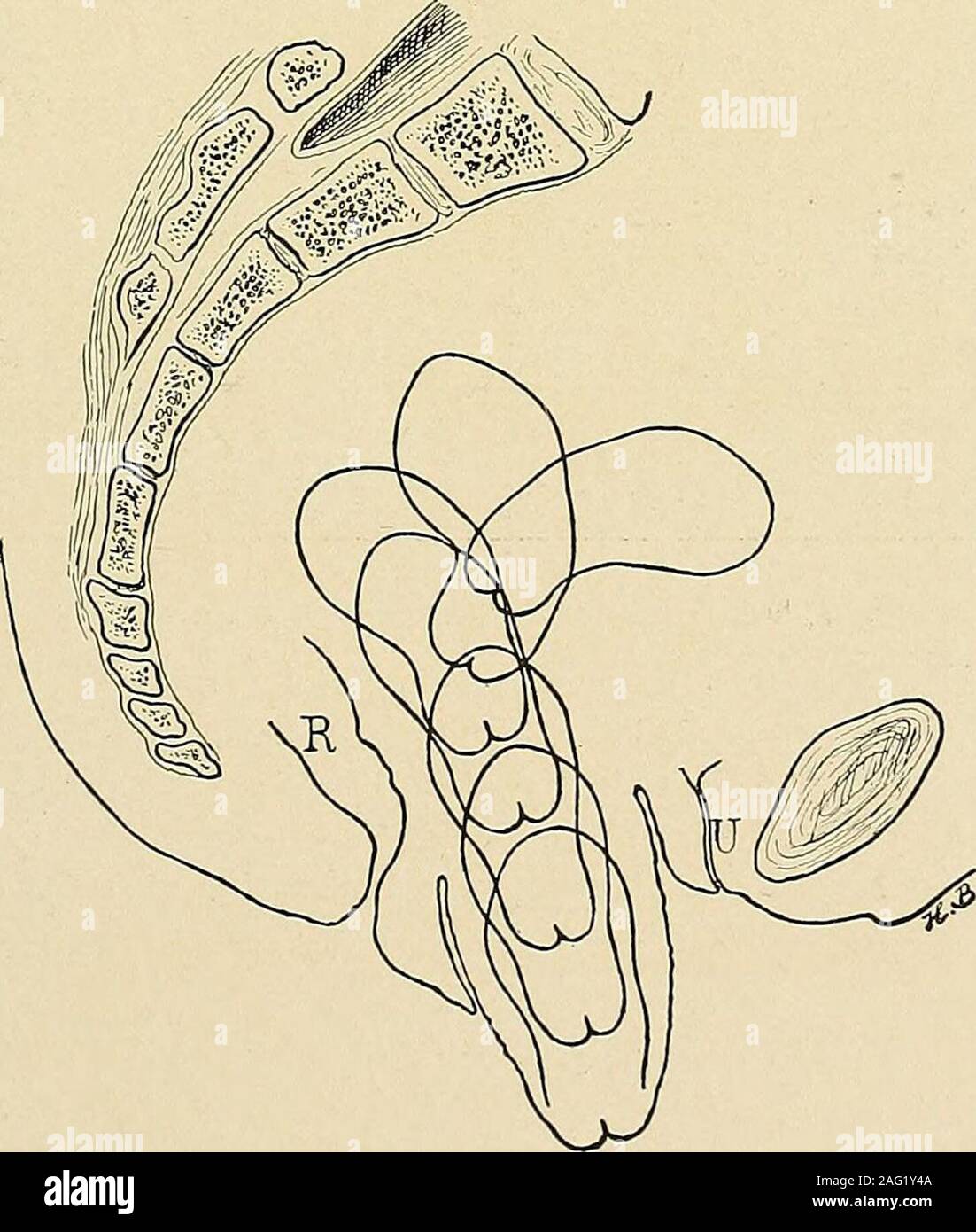 . The diagnosis and treatment of diseases of women. Fig. 286. Testing ...