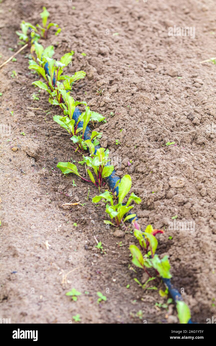 Young beet plants with drip irrigation in spring. Cultivation of beet ...
