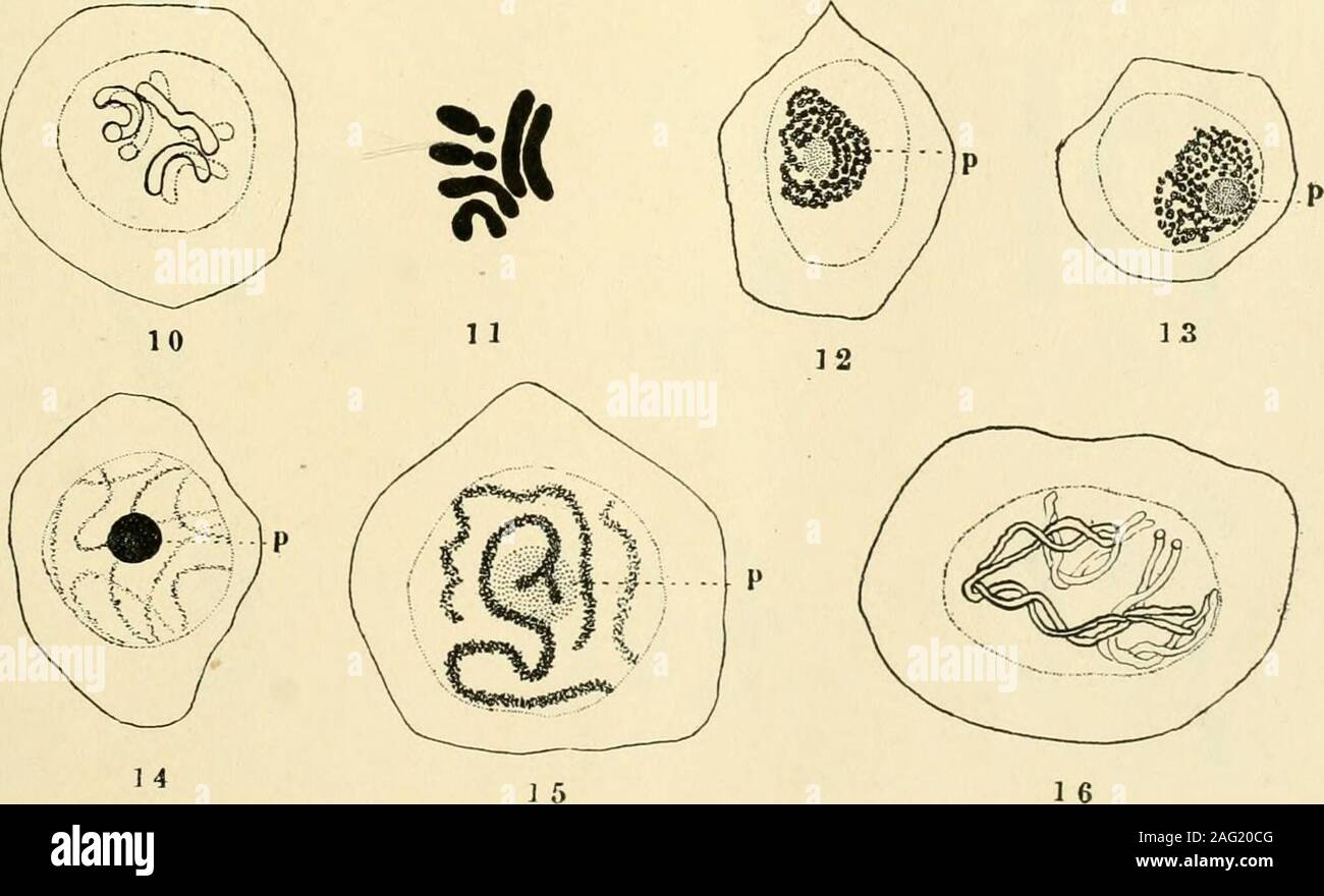 . The Journal of experimental zoology. fe.. 220 A^. M. Stevens ...