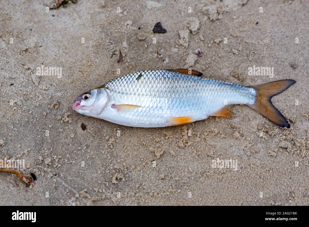 Freshwater fish just taken from the water. Single common roach fish or ...