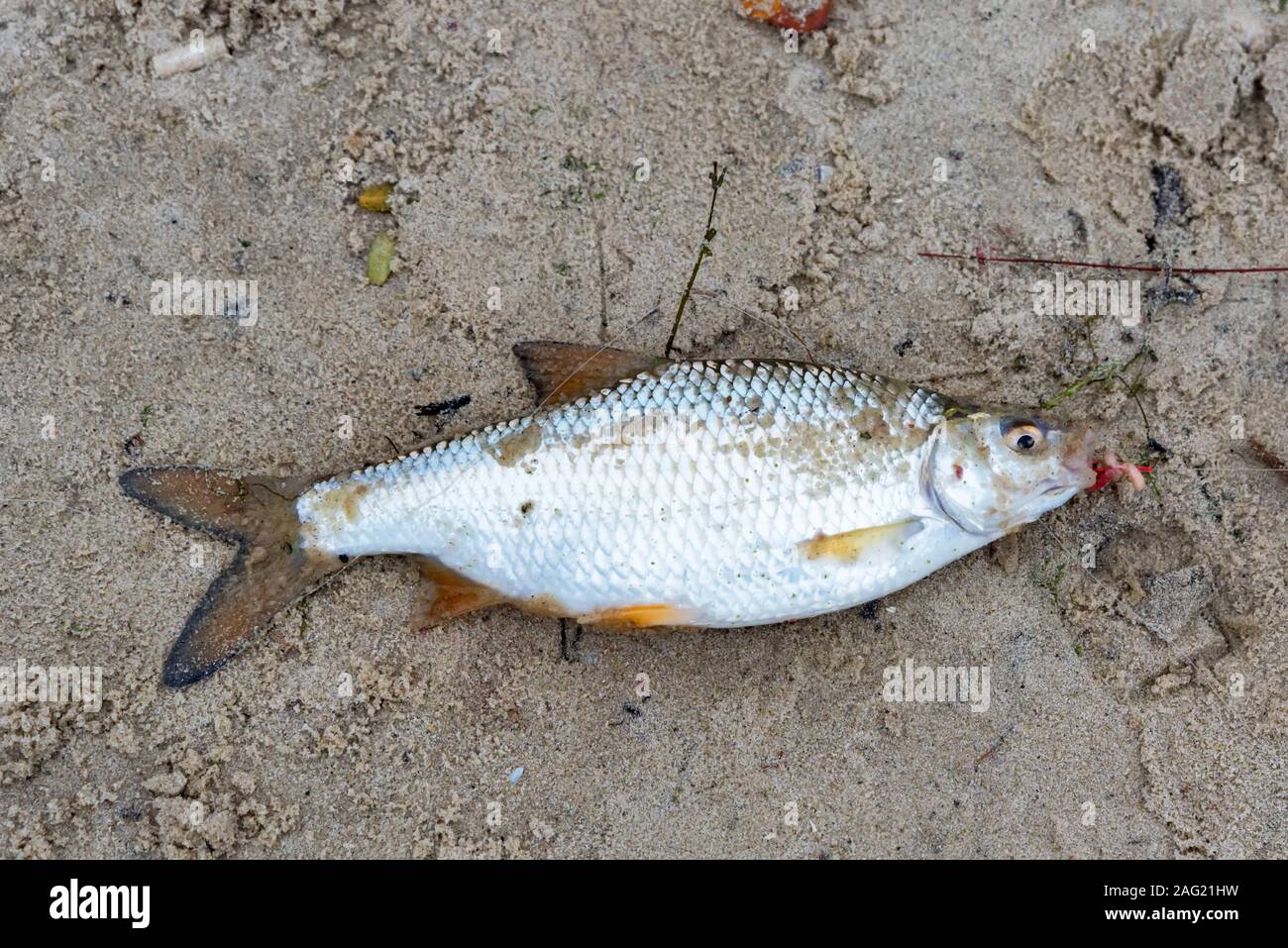 Freshwater fish just taken from the water. Single common roach fish or Rutilus heckelii on wet ...