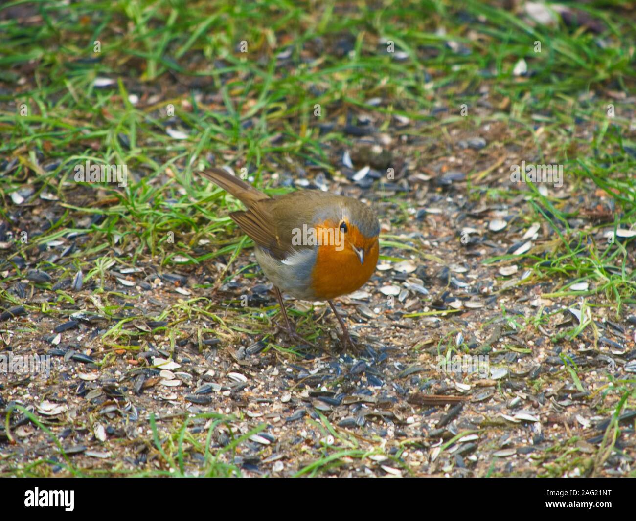 Little red robin hi-res stock photography and images - Alamy