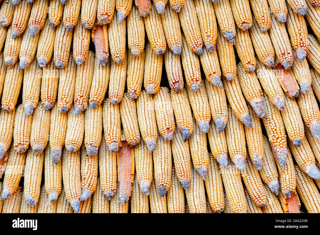 View of pile of corn cobs put together for background texture Stock ...