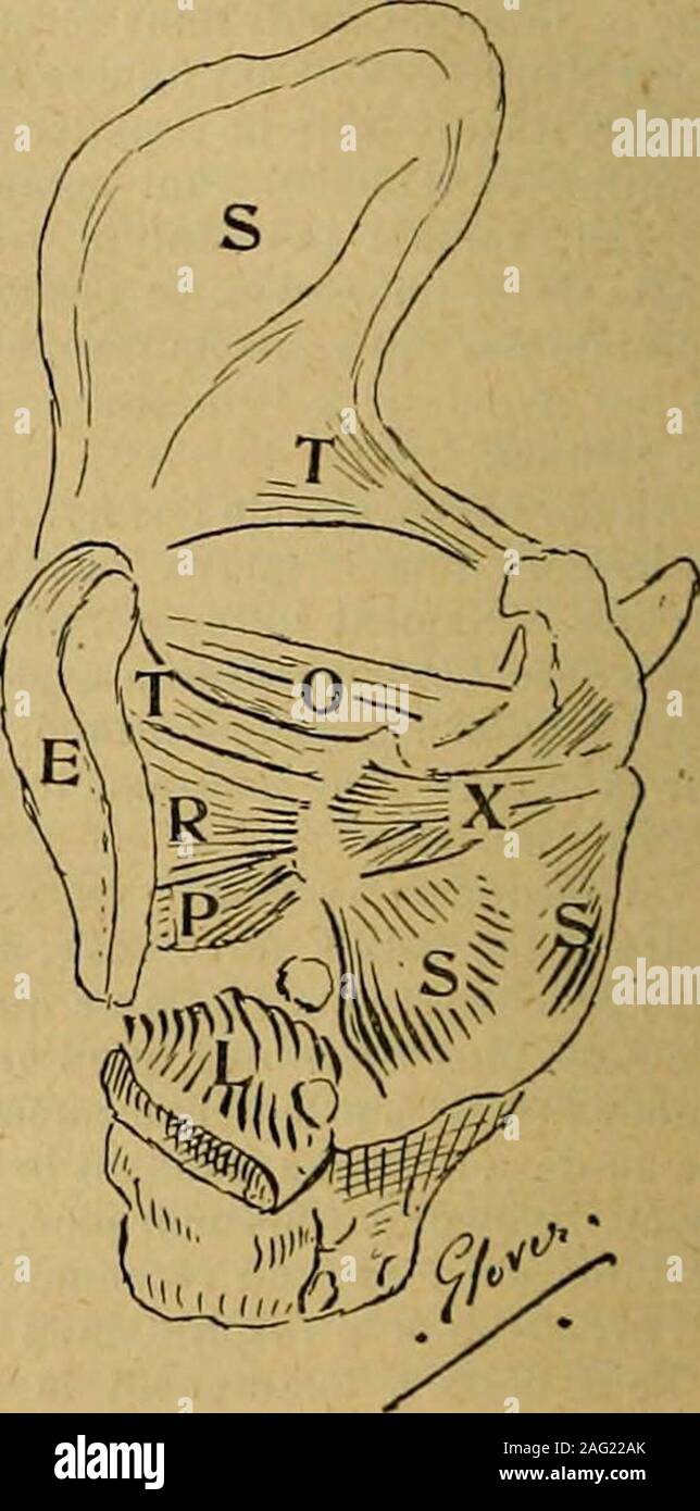 Muscles du larynx hi-res stock photography and images - Alamy