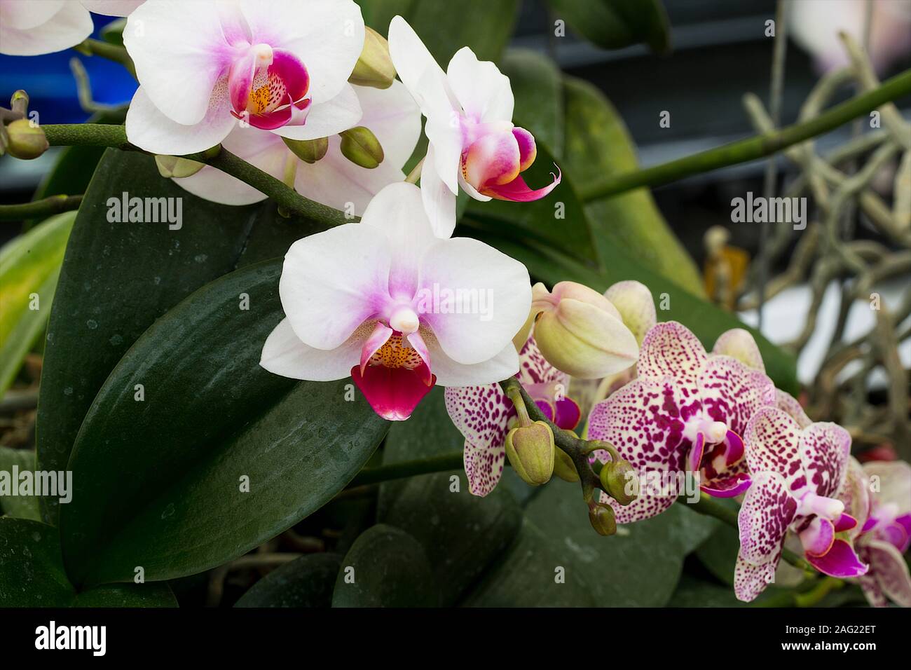 Two varieties of Hanohano orchid Stock Photo - Alamy