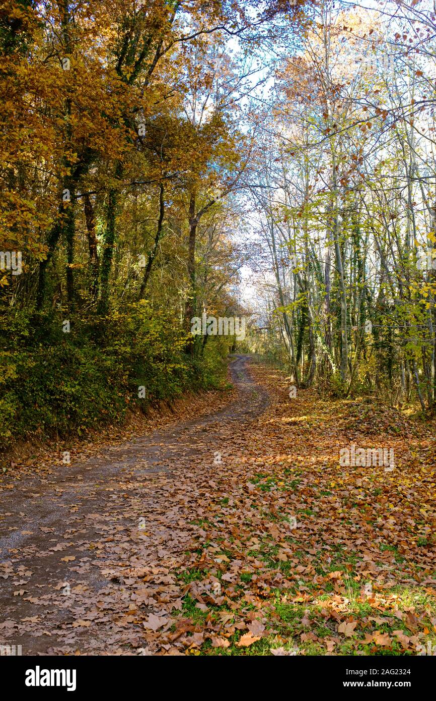 Fall off autumn leaves hi-res stock photography and images - Alamy