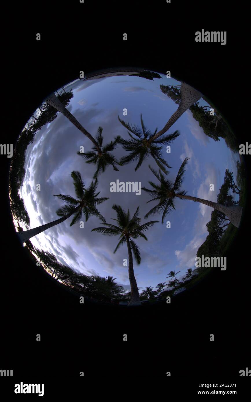 Circle of Coconut trees Stock Photo - Alamy