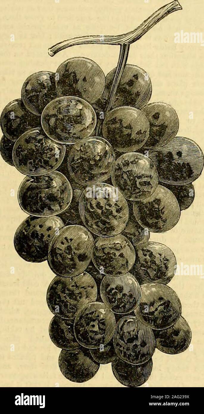 Rose lynton hi-res stock photography and images - Alamy