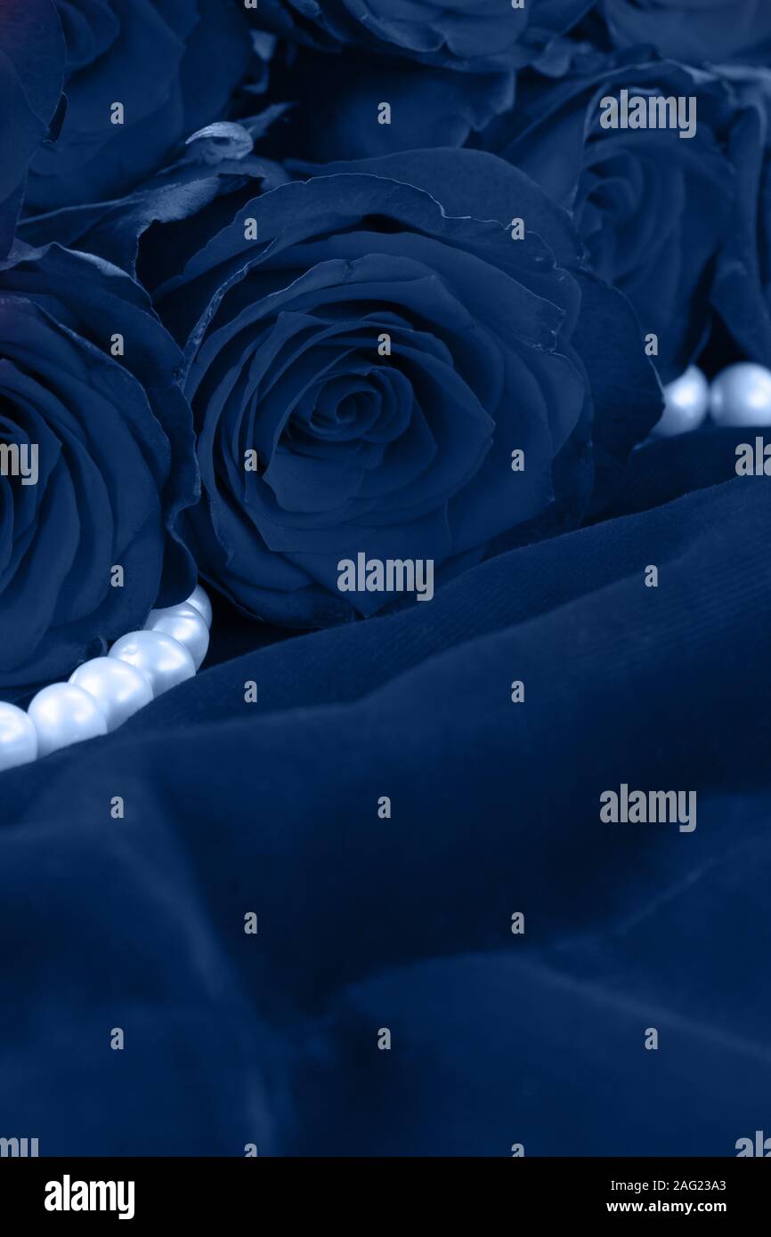 red roses on velvet Stock Photo - Alamy
