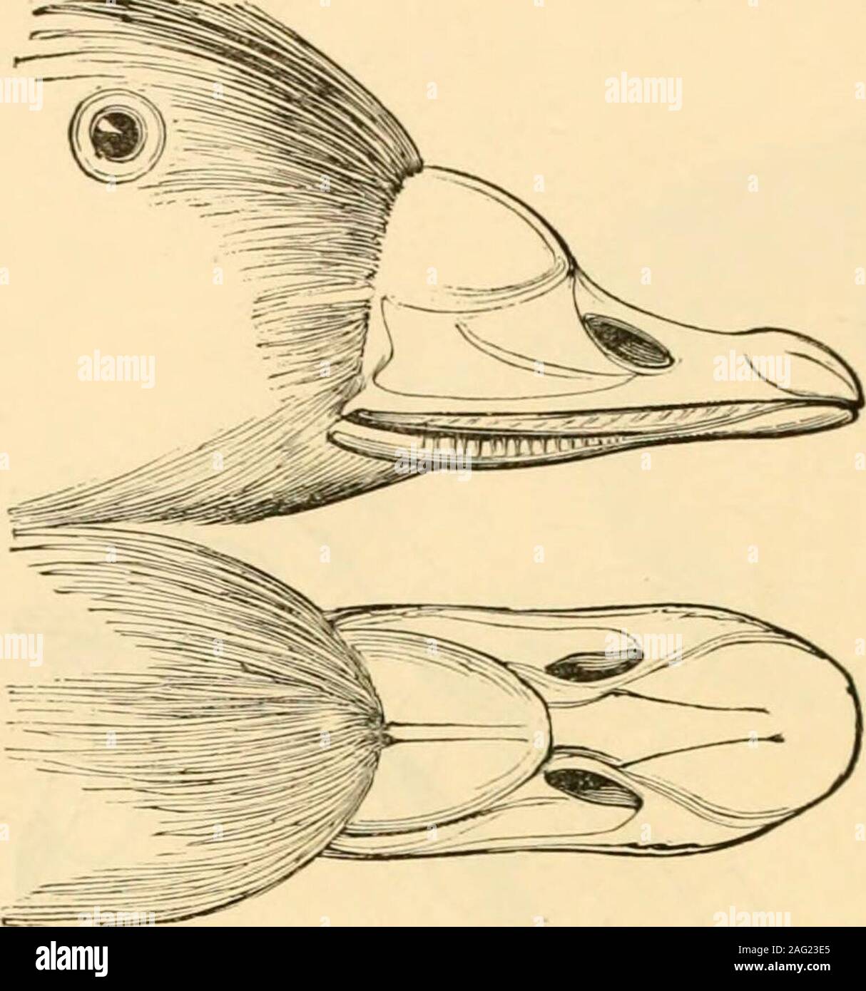 Longest bill hi-res stock photography and images - Alamy