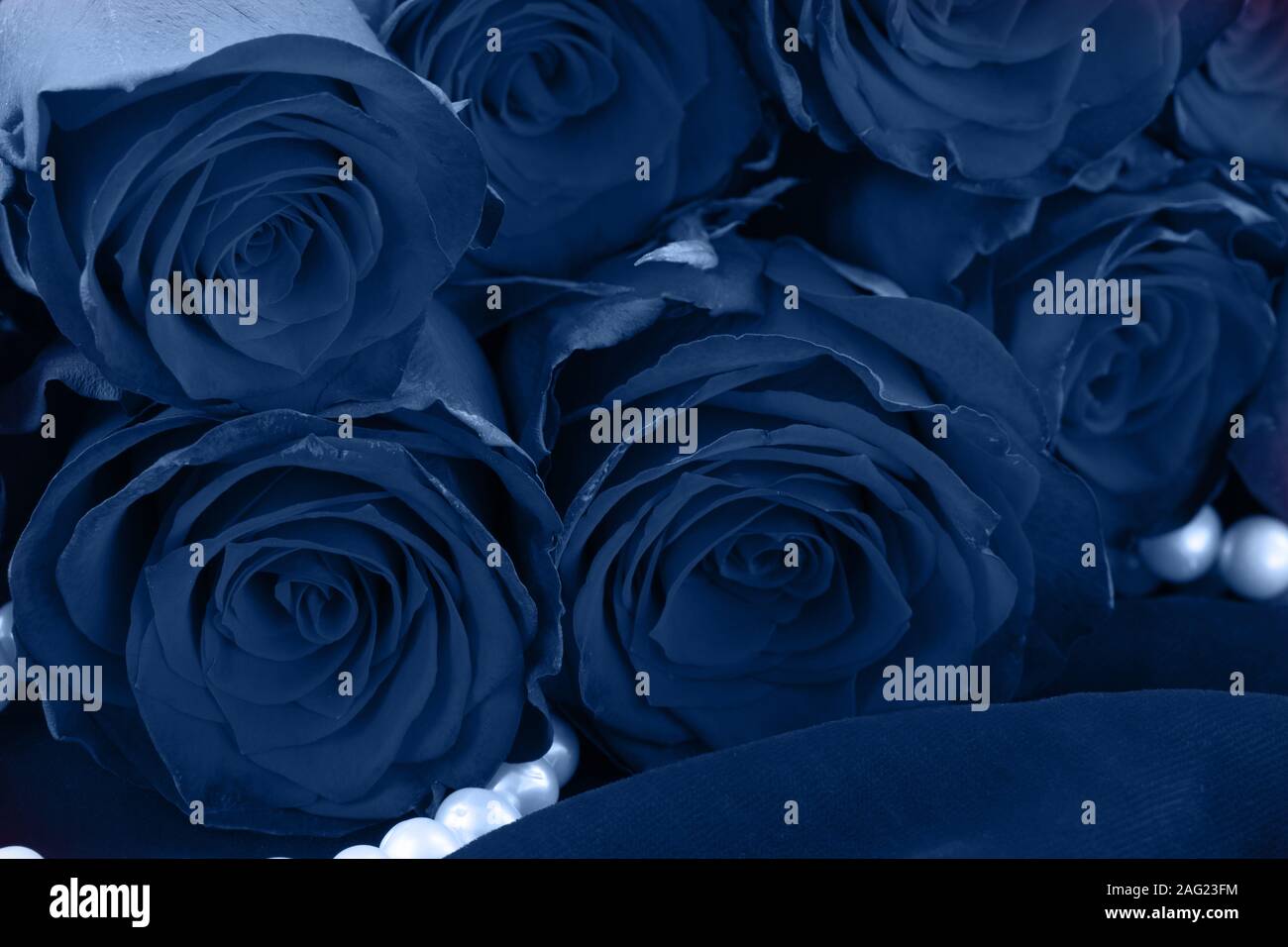 Classic beautiful garden roses hi-res stock photography and images - Alamy