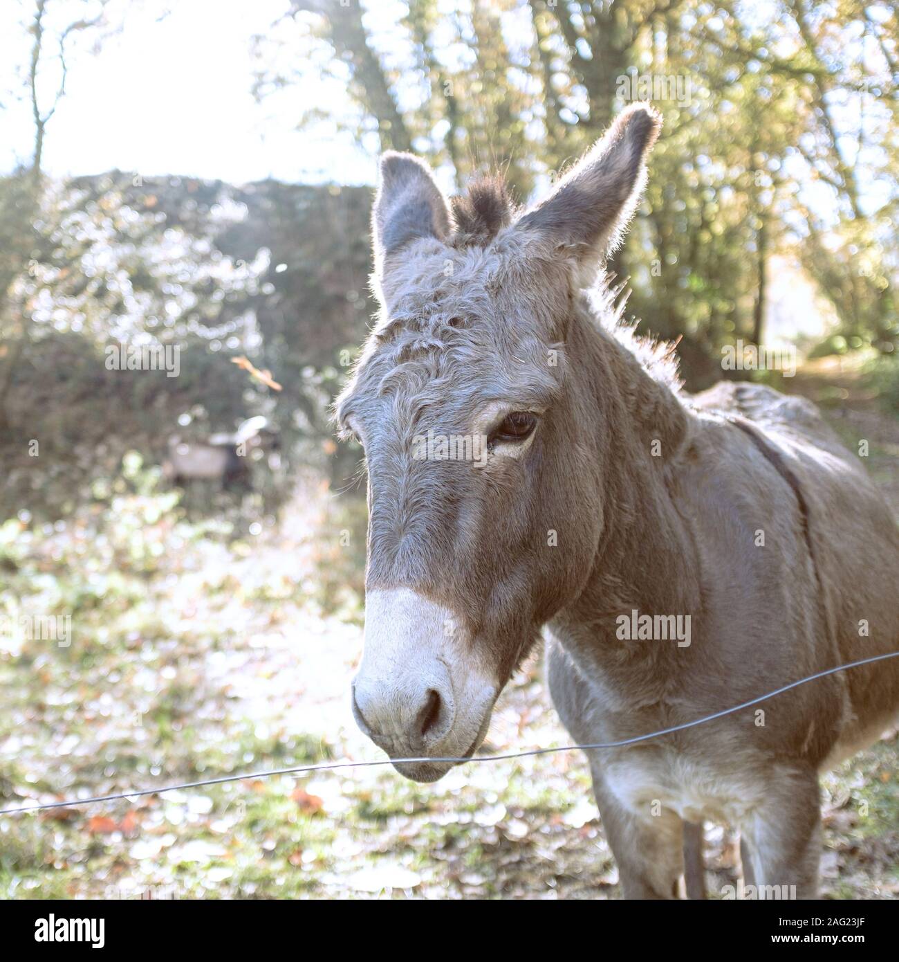 Cute and quiet grey donkey portrait on a rural forest landscape Stock ...