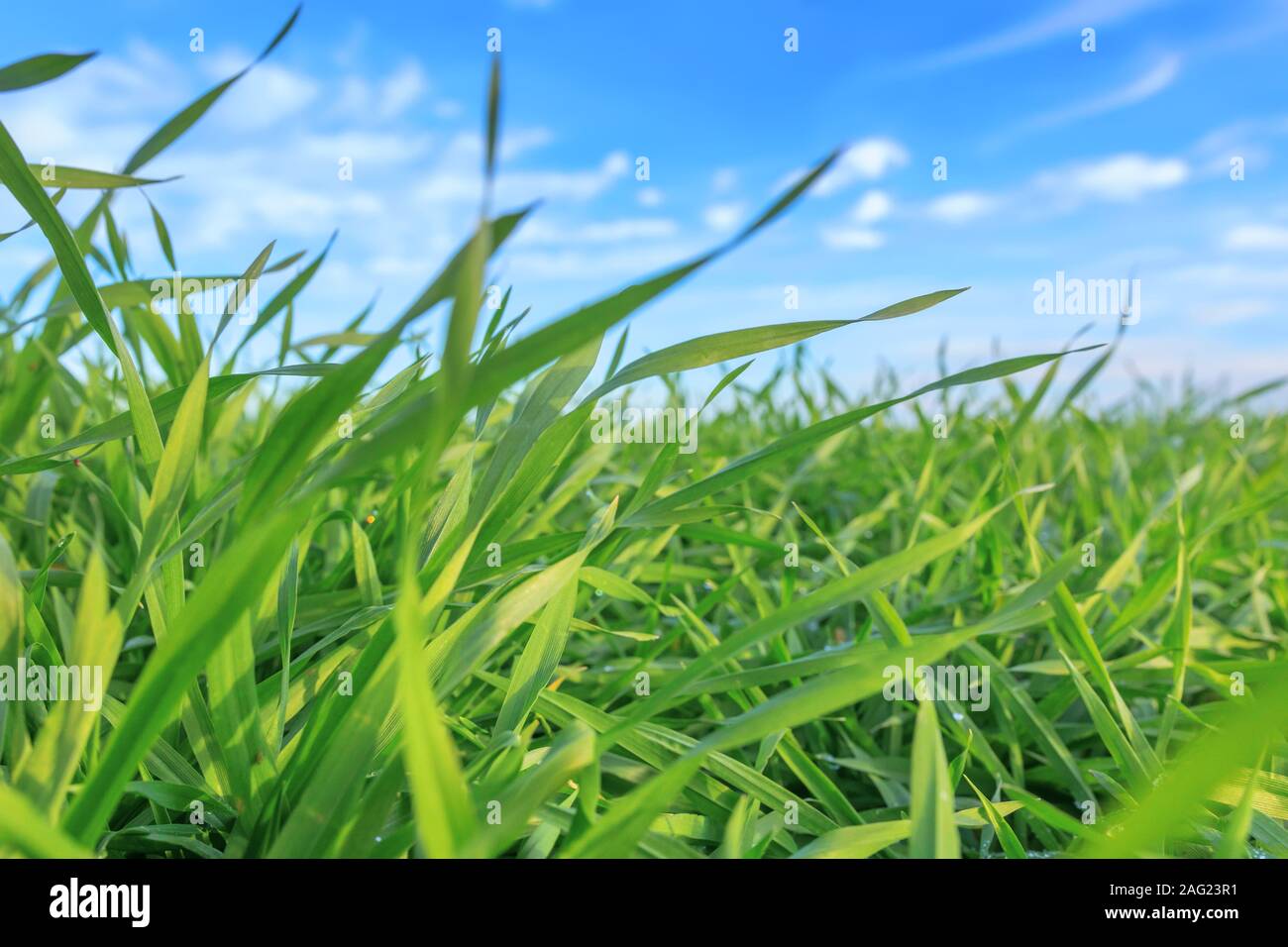 Young Wheat Seedlings Growing in a Field. Green Wheat Seedlings Growing ...