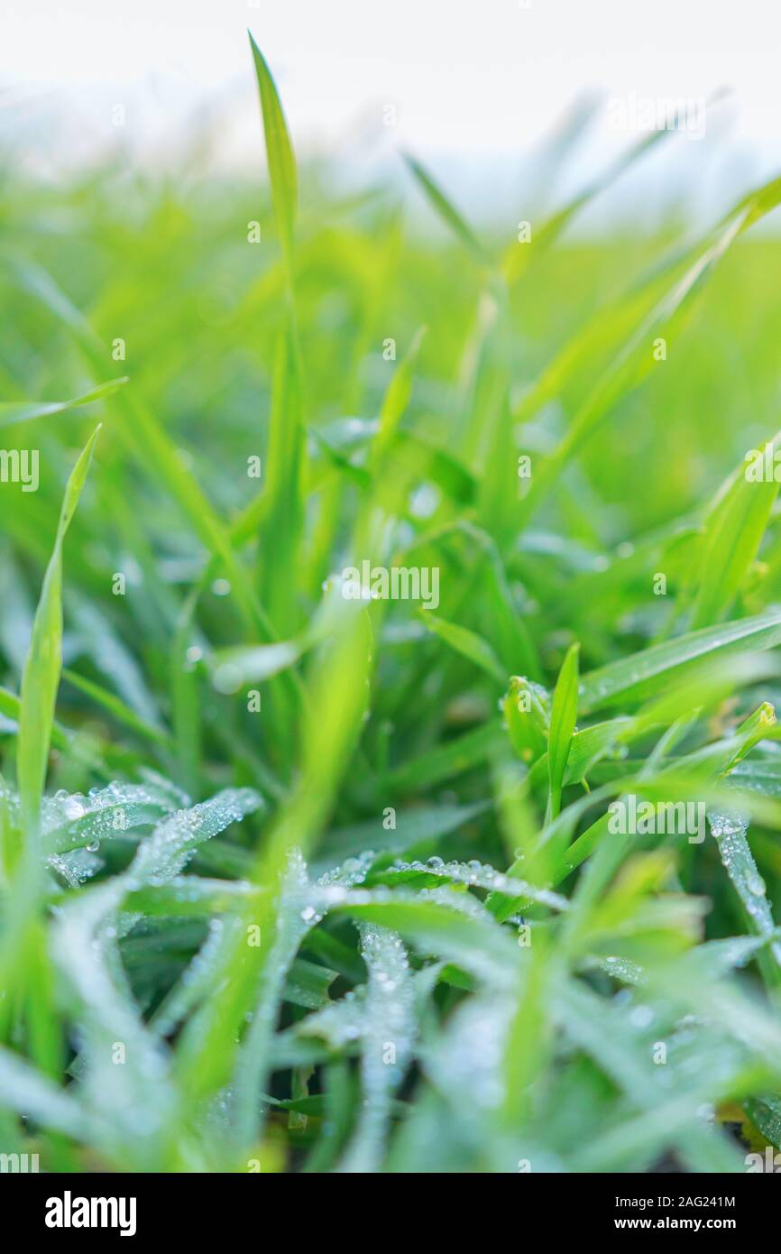 Young Wheat Seedlings Growing in a Field. Green Wheat Seedlings Growing ...