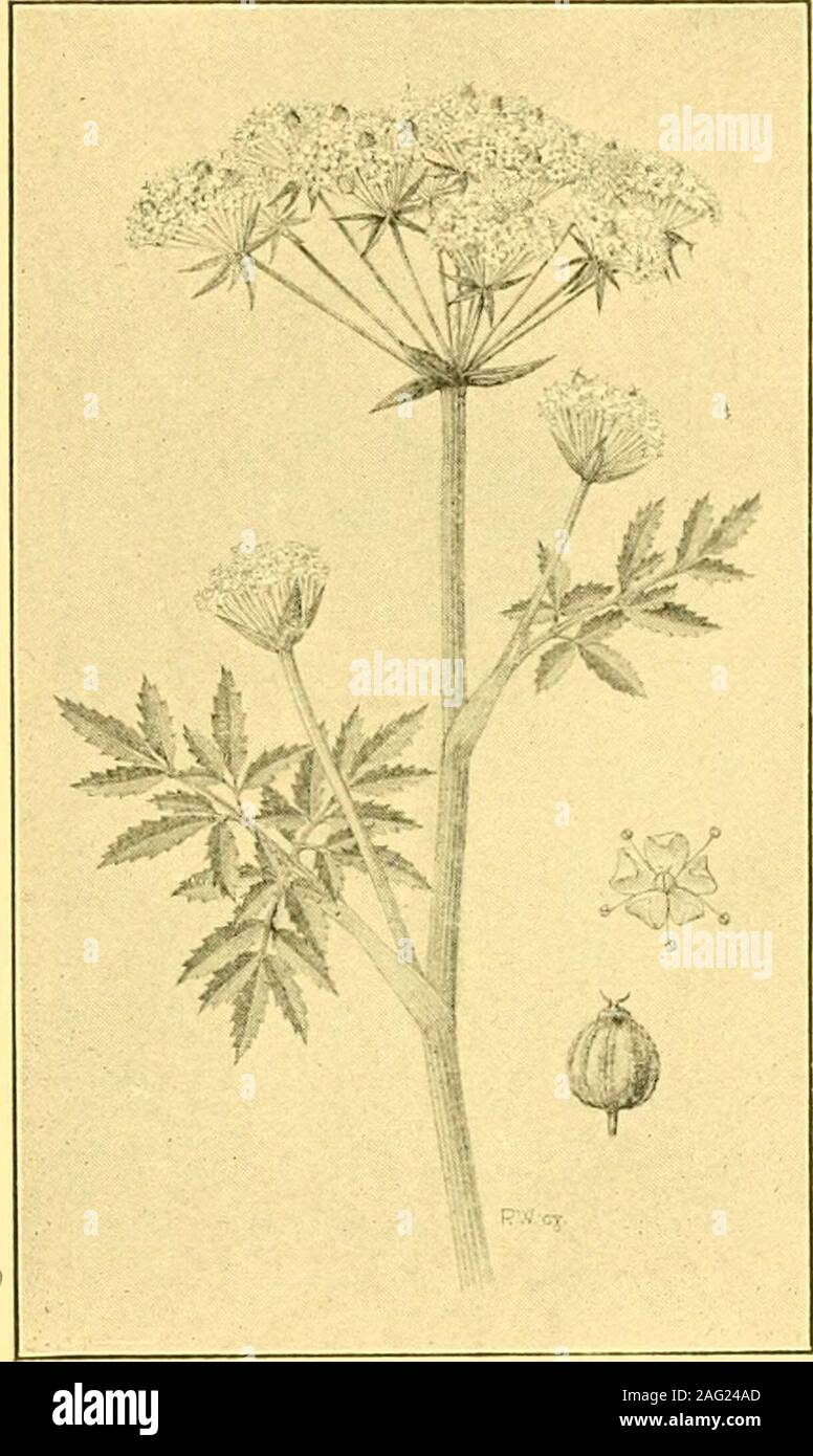 Water hemlock cicuta virosa hi-res stock photography and images - Alamy