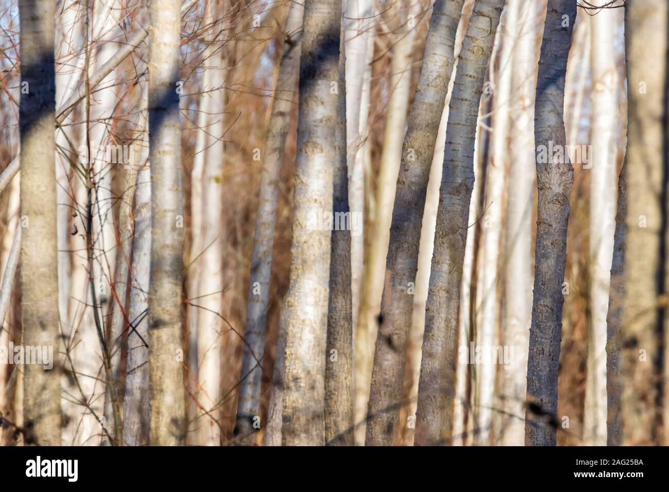 Tree Trunks Forest, Natural Textured Background Stock Photo - Alamy