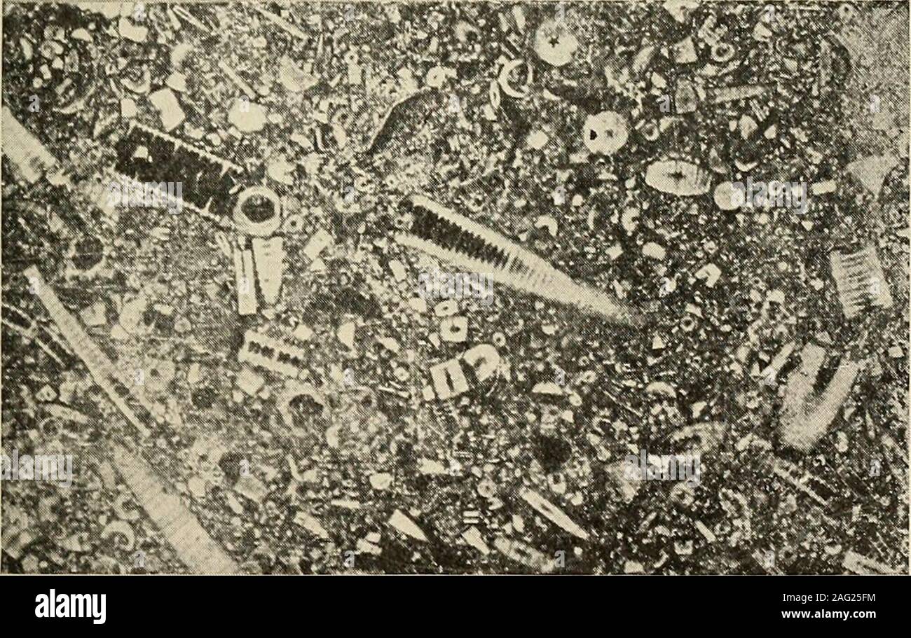 Crinoid Limestone High Resolution Stock Photography and Images - Alamy