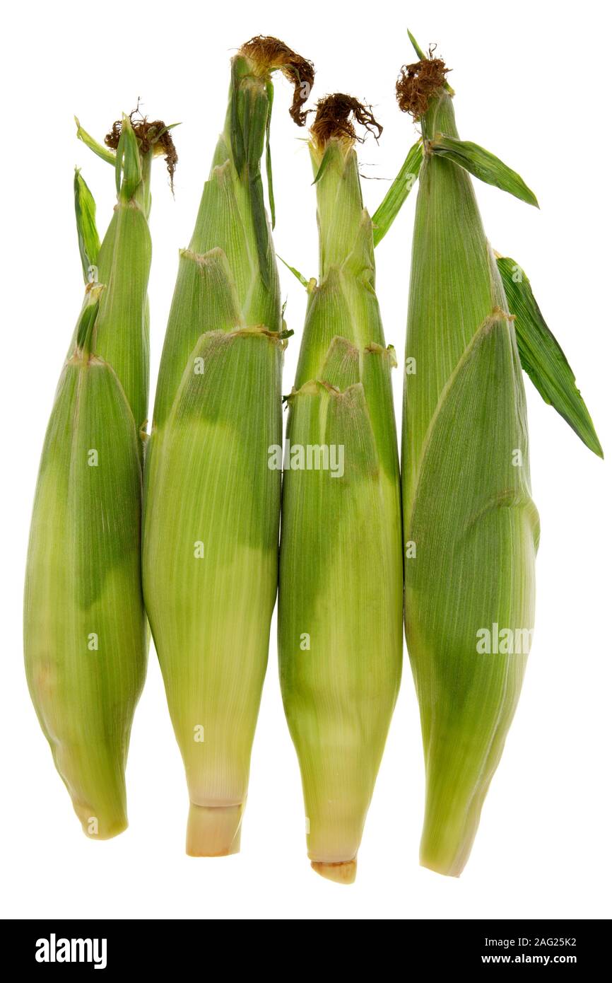 Four corn cobs in a row isolated on white background. Yellow kernels ...