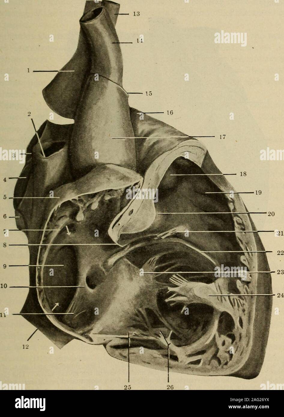 . Medical diagnosis for the student and practitioner. ulsive seizures ...