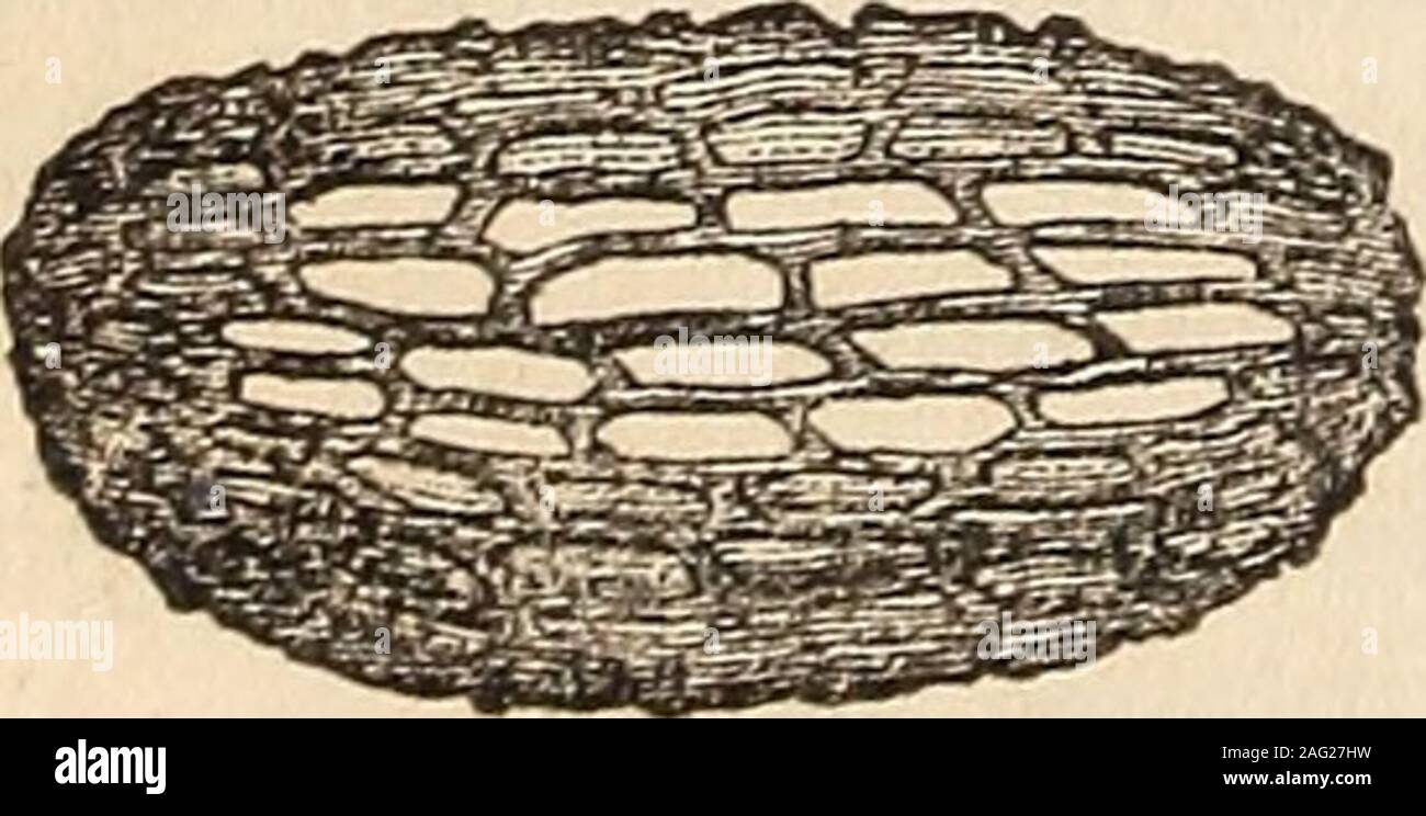 Gutta Percha Tree High Resolution Stock Photography and Images - Alamy