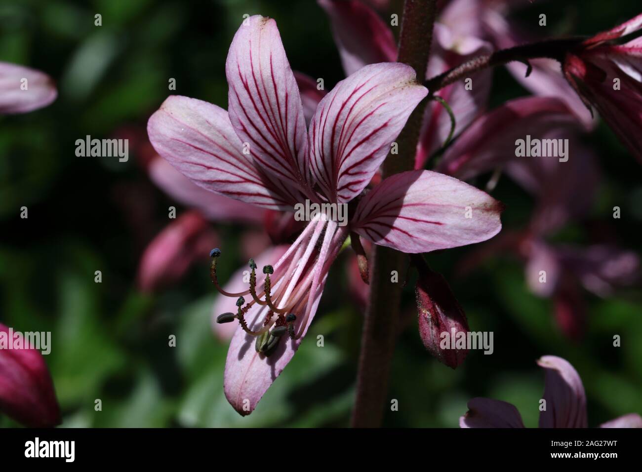 D. albus var. purpureus is an herbaceous perennial to 90cm in height ...