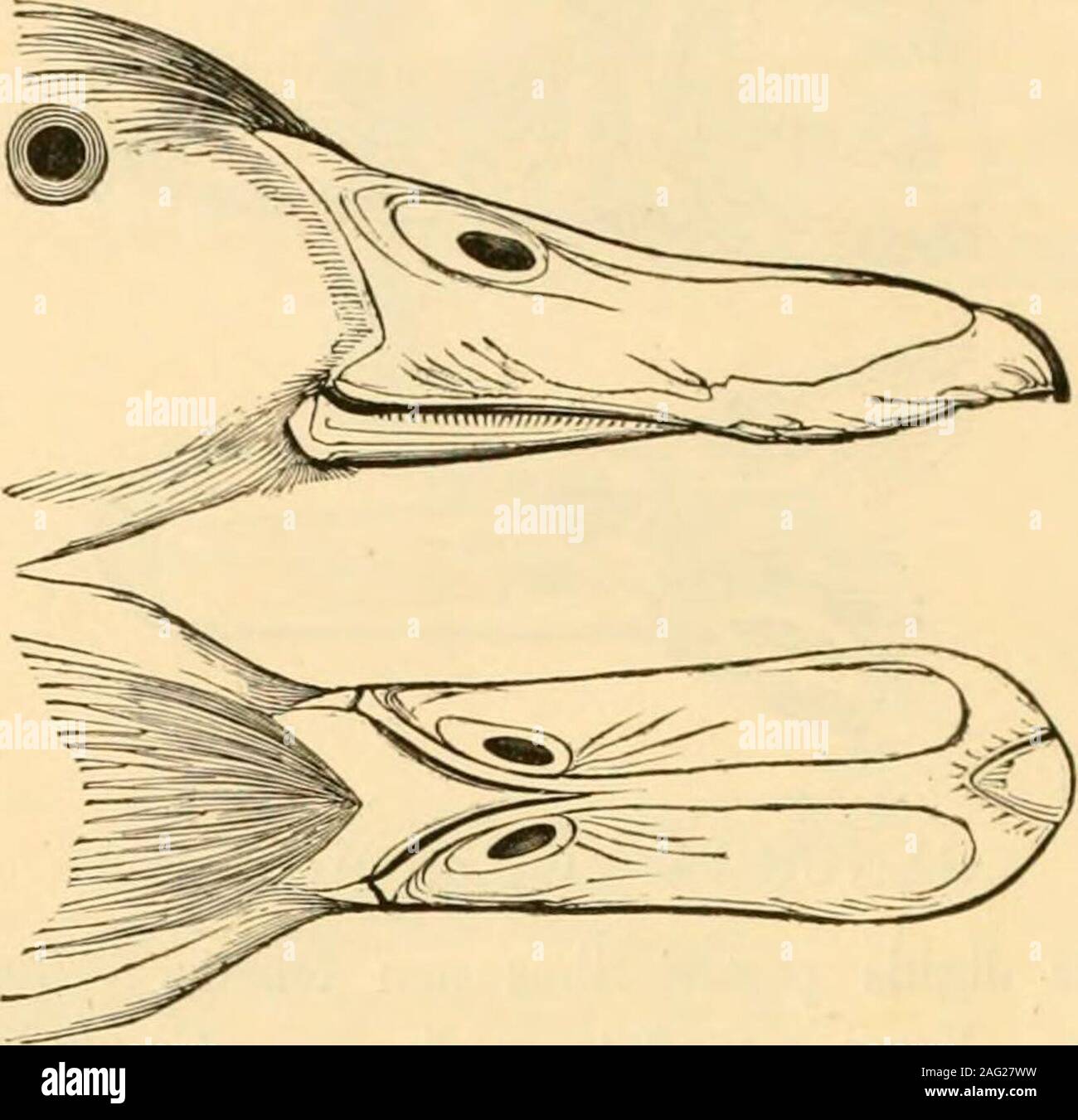 . A monograph on the anatidae, or duck tribe. ANATIN^.] 38. GENUS X ...