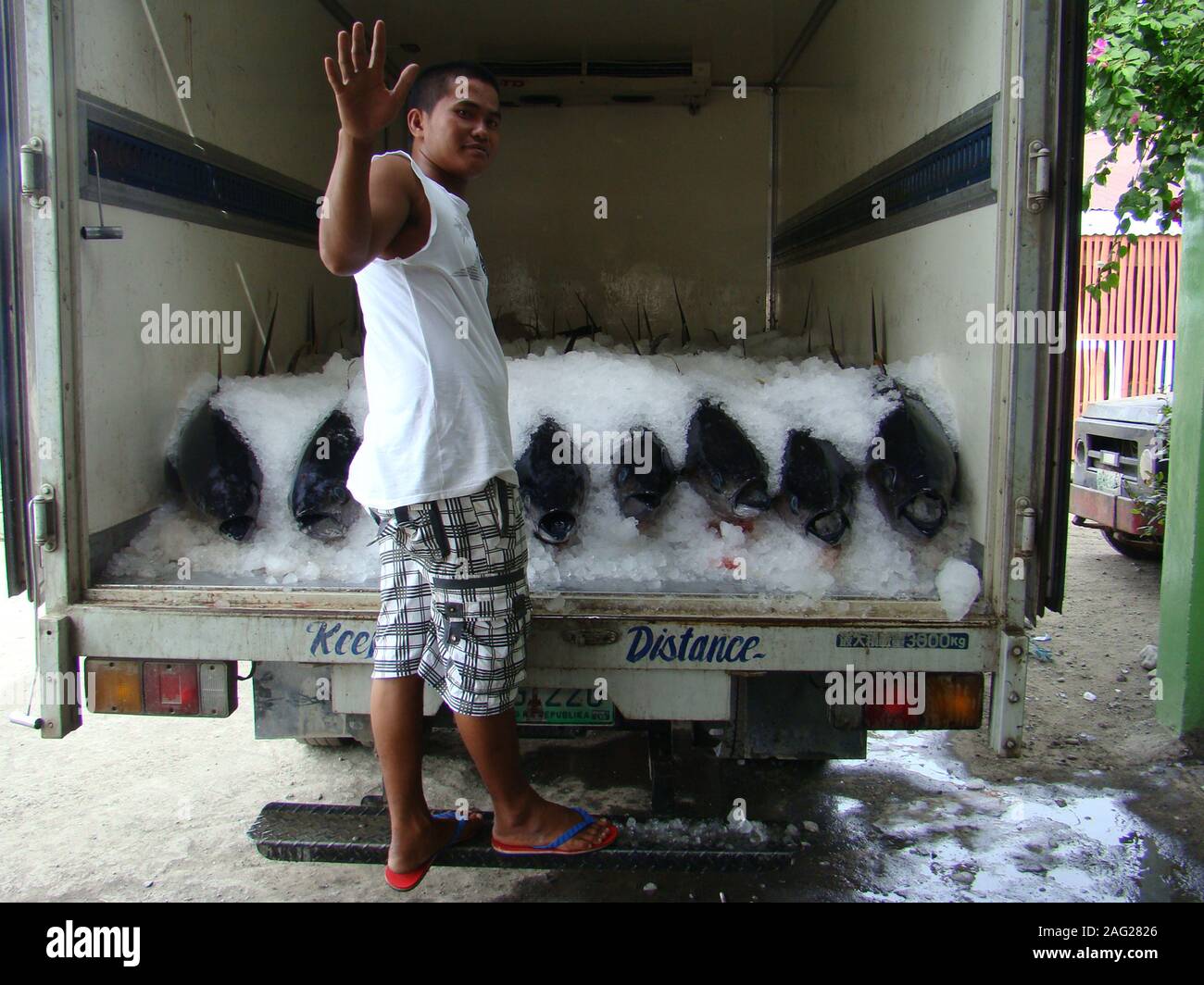 Freshly landed Yellowfin tuna (Thunnus albacares) being loaded on ...