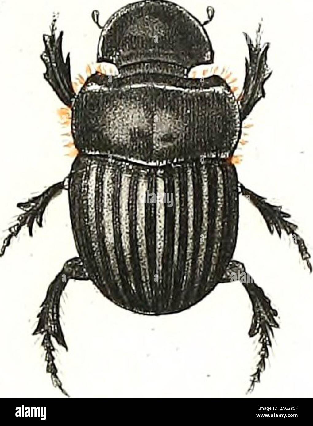 . Entomologie ou Histoire naturelle des insectes, avec leurs caractères ...