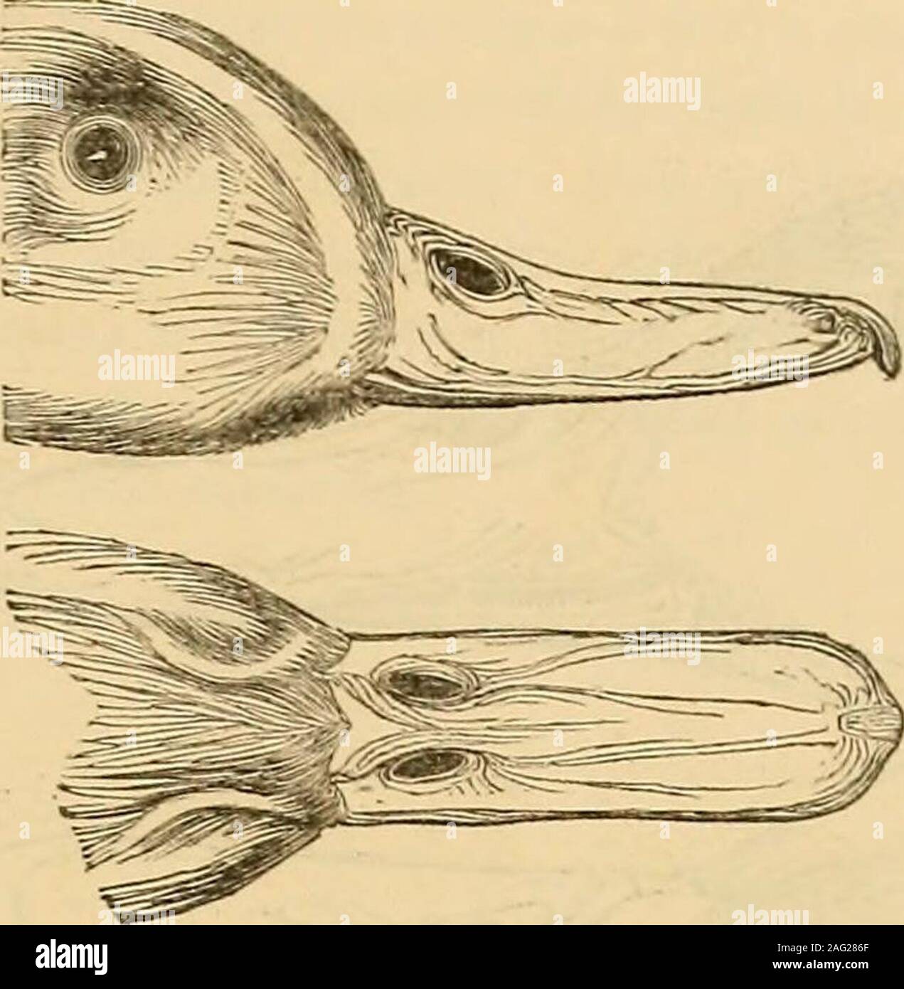 Osseo hi-res stock photography and images - Alamy