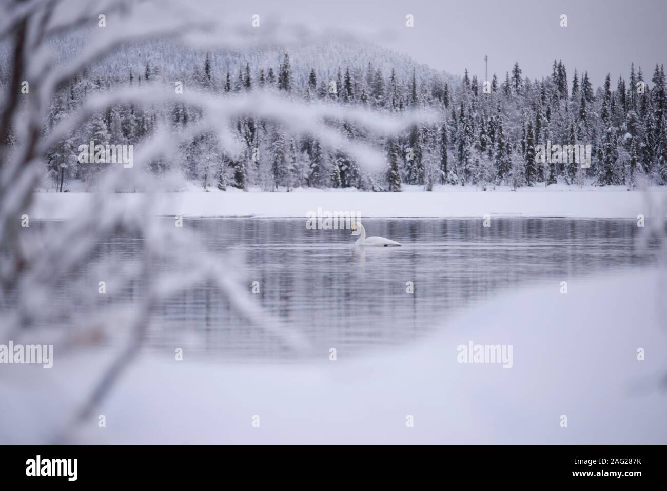 Swan (cygnus cygnus) in Muonio, Lapland Stock Photo - Alamy