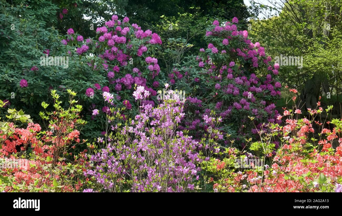 spring flowers at the imperial palace in tokyo Stock Photo - Alamy