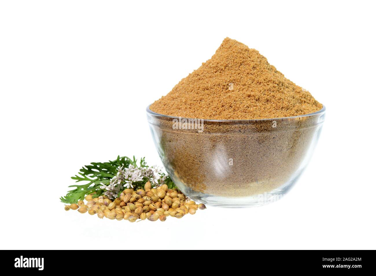 Coriander seeds, Fresh Coriander and Powdered coriander isolated on ...