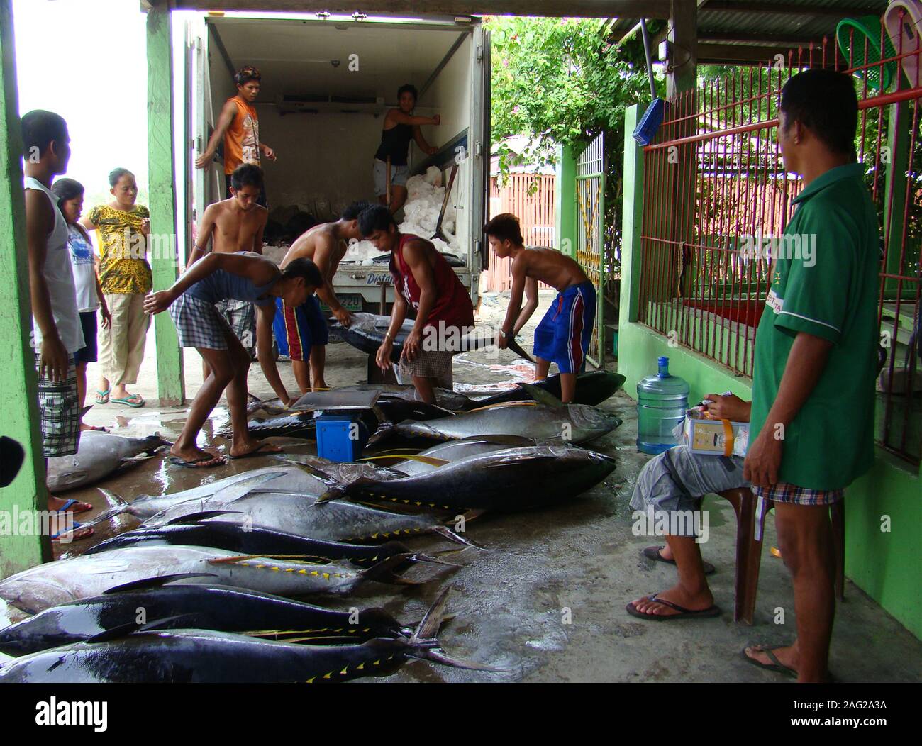 Freshly landed Yellowfin tuna (Thunnus albacares) being loaded on ...