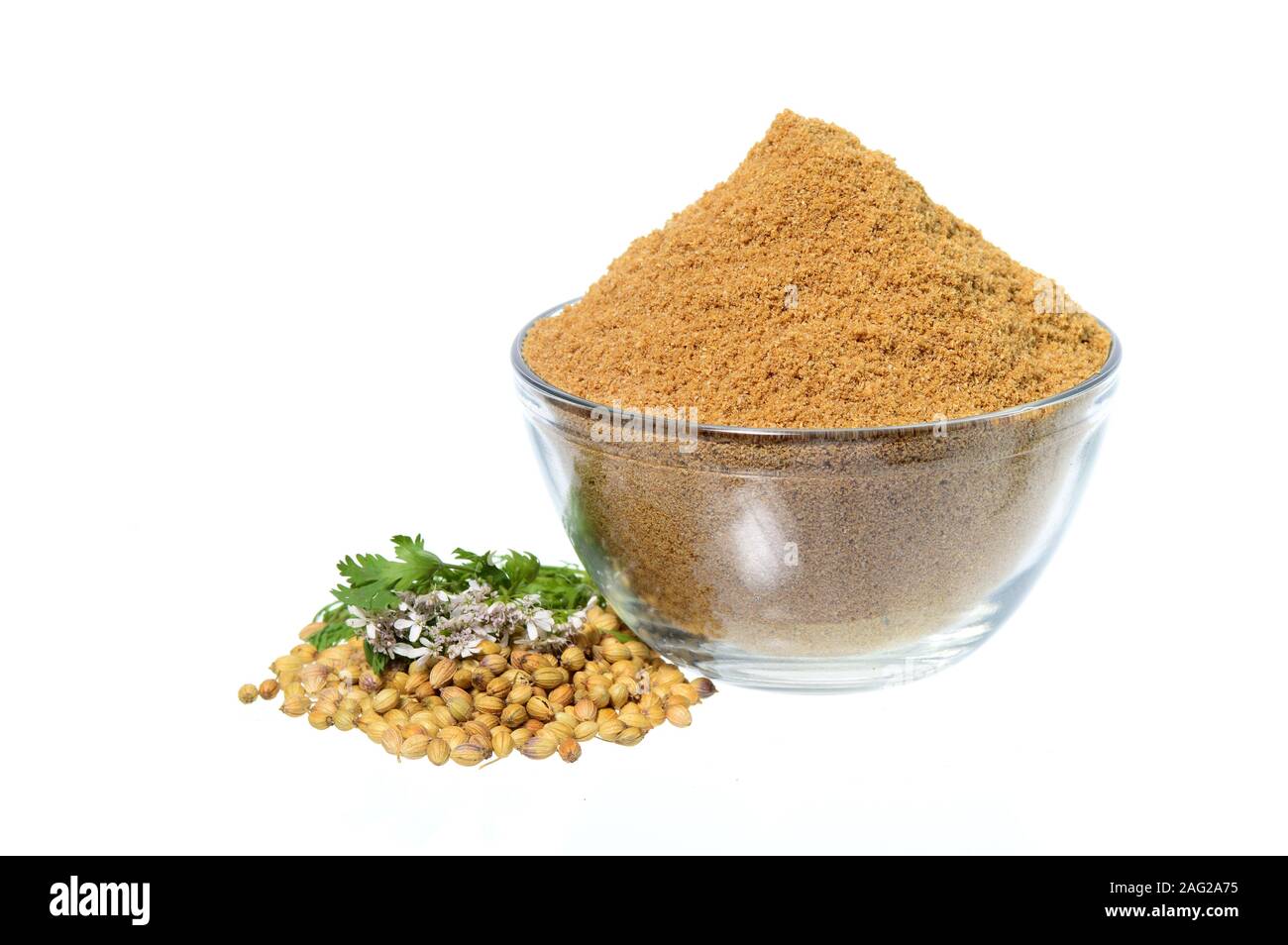 Coriander seeds, Fresh Coriander and Powdered coriander isolated on ...