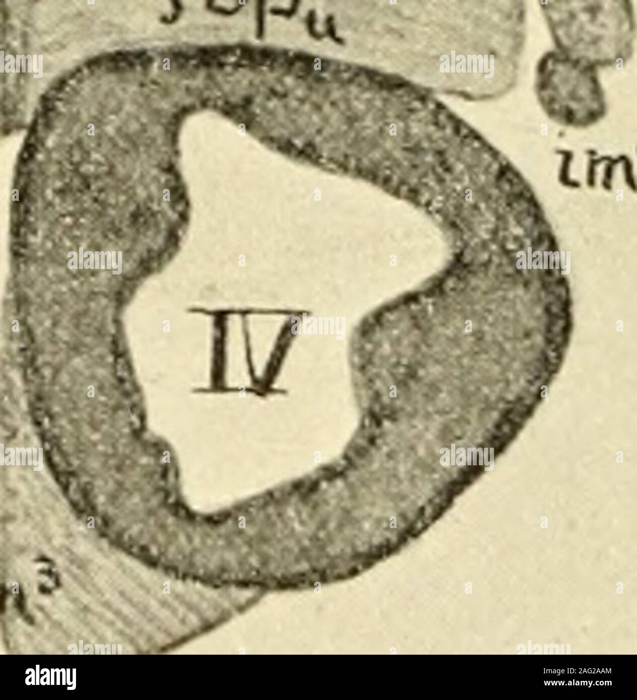 . The American journal of anatomy. ClI. ni. Fig. 7. Transverse section ...