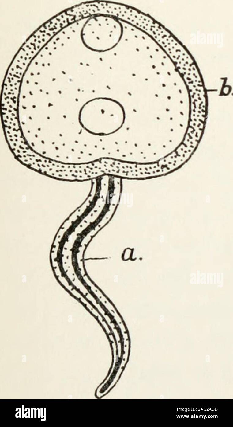 Liver fluke egg hi-res stock photography and images - Alamy