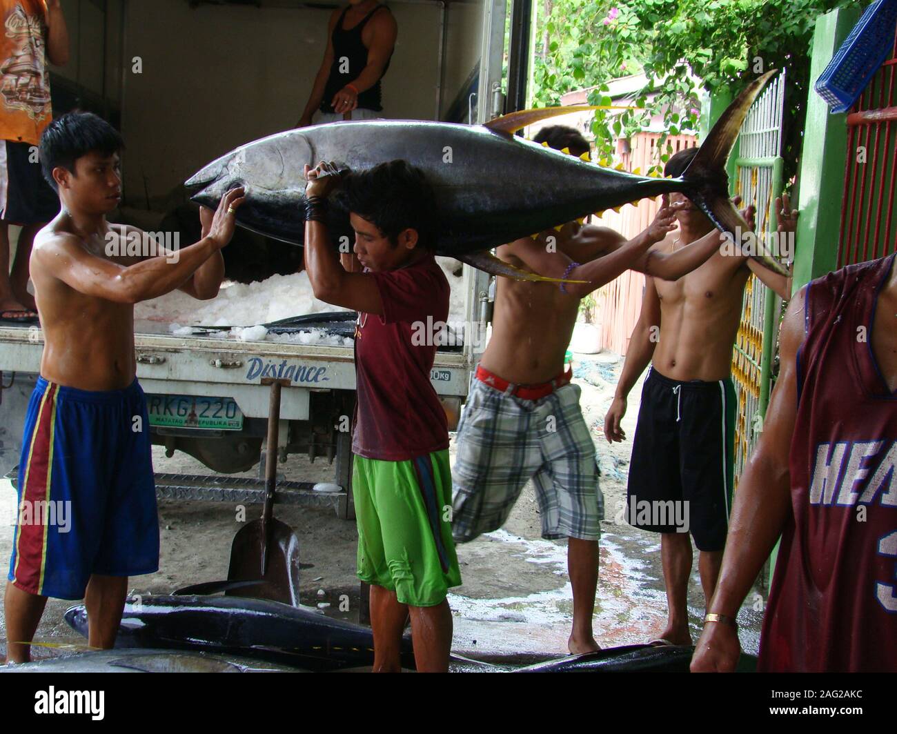 Freshly landed Yellowfin tuna (Thunnus albacares) being loaded on ...