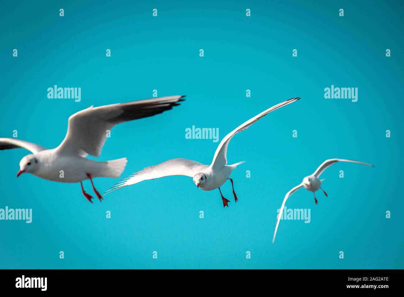 Formation Fly High Resolution Stock Photography and Images - Alamy