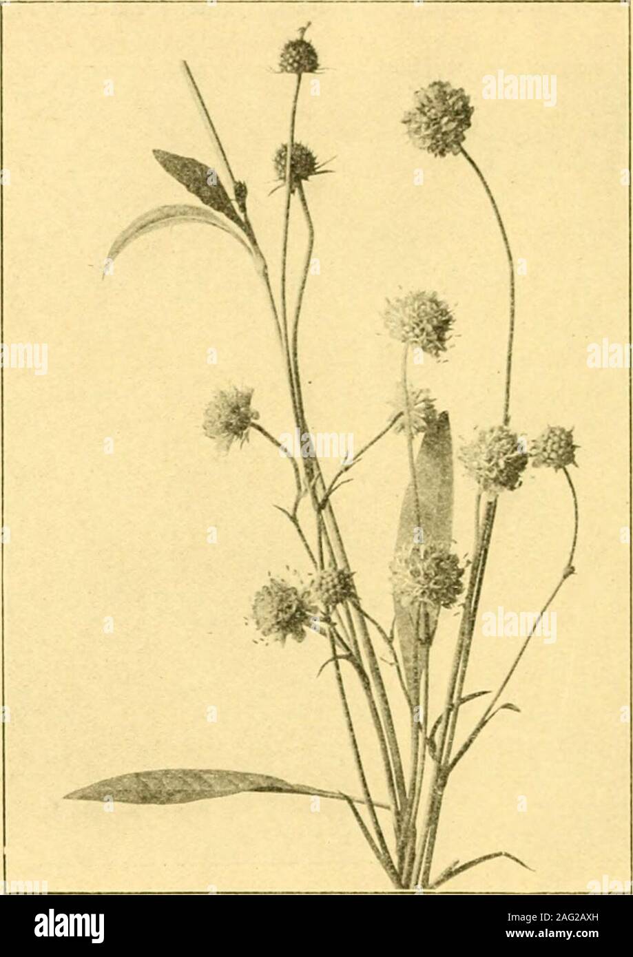 Split corolla hi-res stock photography and images - Alamy