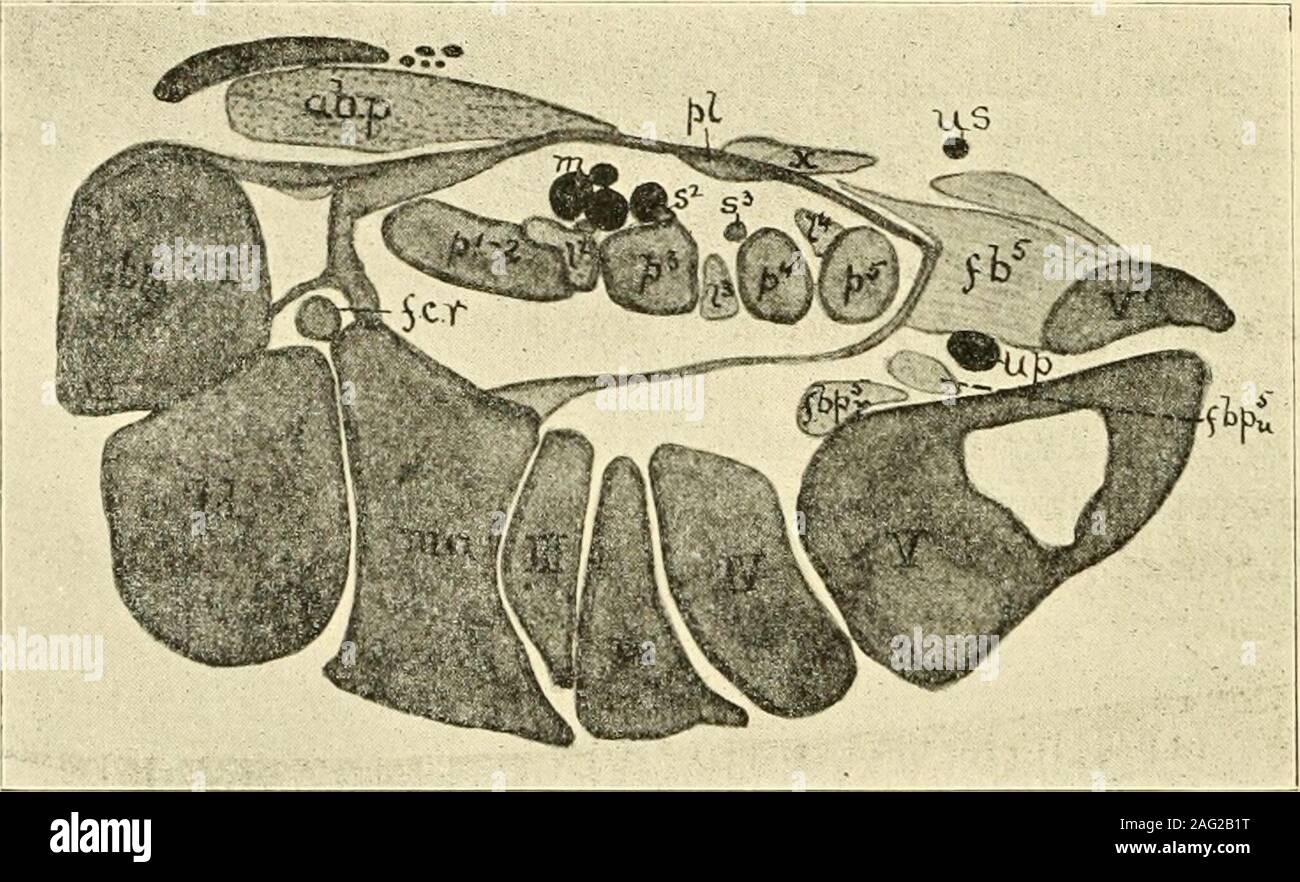 Superficial muscle of forearm hi-res stock photography and images - Alamy